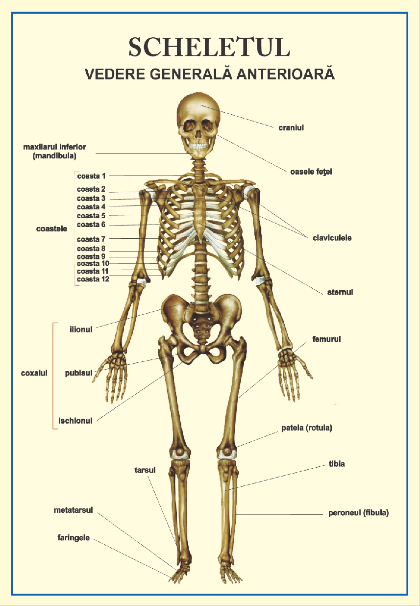 Scheletul - vedere anterioara (tip portret) | My Website